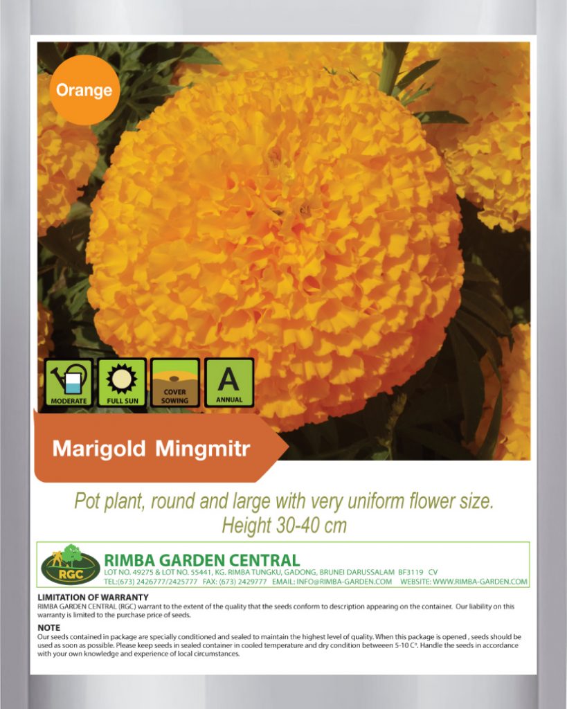 Salad Butter Head – Rimba Garden Central