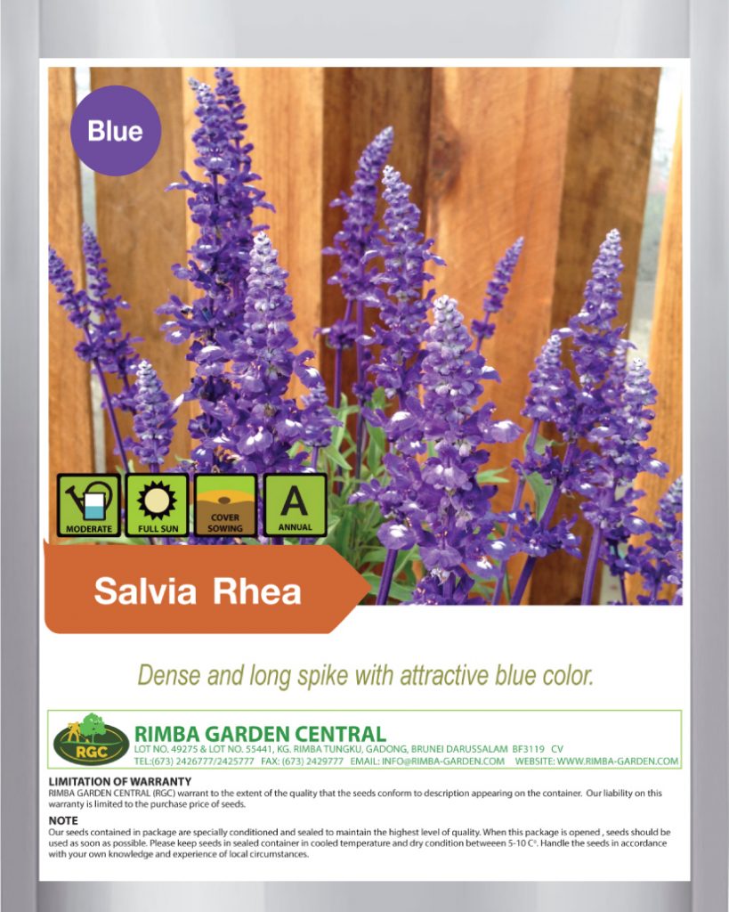 Salvia Rhea – Rimba Garden Central
