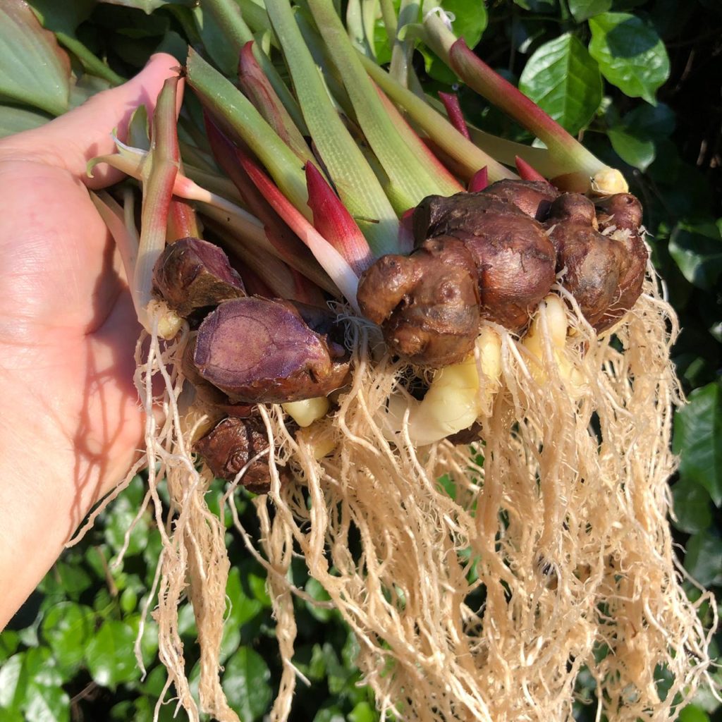Kaempferia parviflora (Black Ginger) 6″pot – Rimba Garden Central