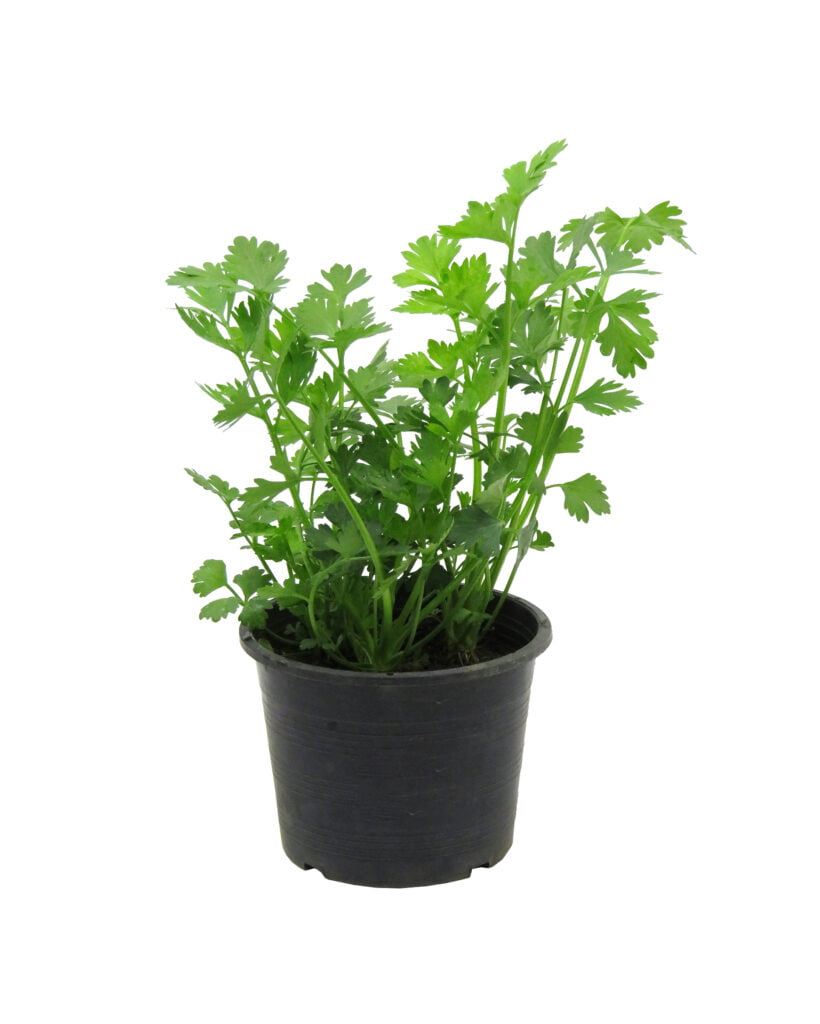 Celery 5″ Pot – Rimba Garden Central