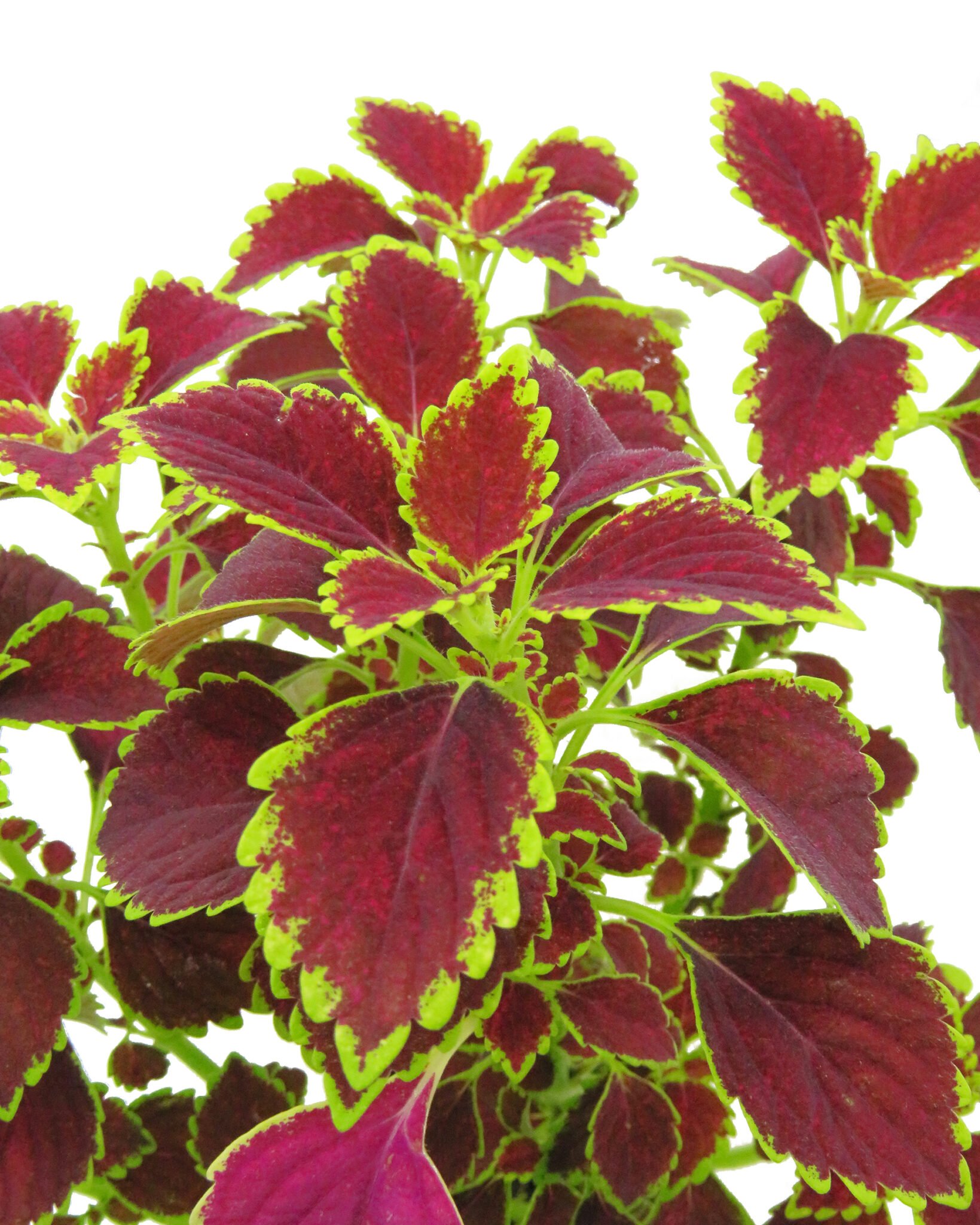 Coleus (premium sun crimson gold) 4″ Pot – Rimba Garden Central