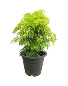 Polyscias filicifolia 12″ Pot – Rimba Garden Central