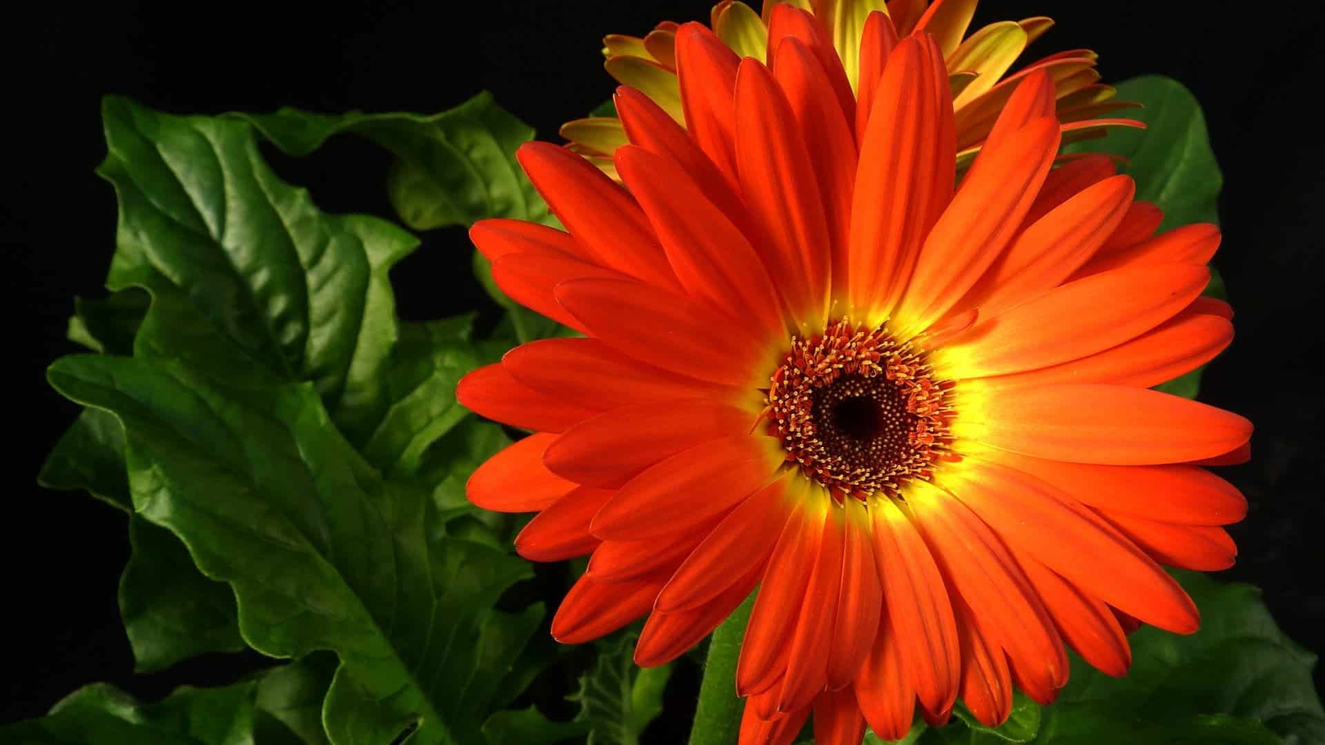 Rimba Garden Central – One stop for your Gardening Solutions